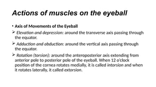 ANATOMY in detail OF EXTRAOCULAR MUSCLES.pptx