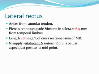 Anatomy of extraocular muscles and ocular motility | PPT