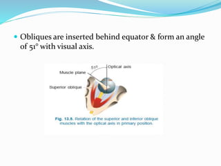 Anatomy of extraocular muscles and ocular motility | PPT
