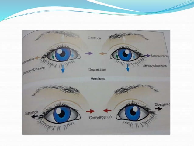 Anatomy of extraocular muscles and ocular motility | PPT