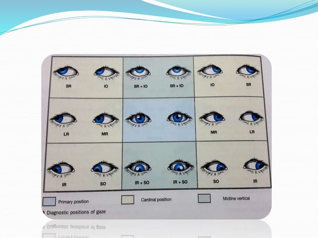 Anatomy of extraocular muscles and ocular motility | PPT