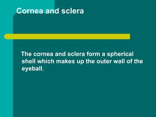 Anatomy of eye | PDF | Ear, Nose and Throat Conditions | Diseases and ...