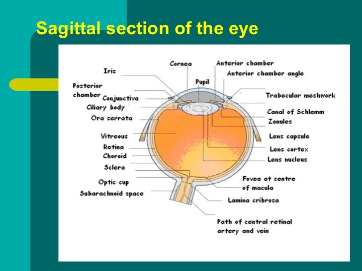 Anatomy of eye