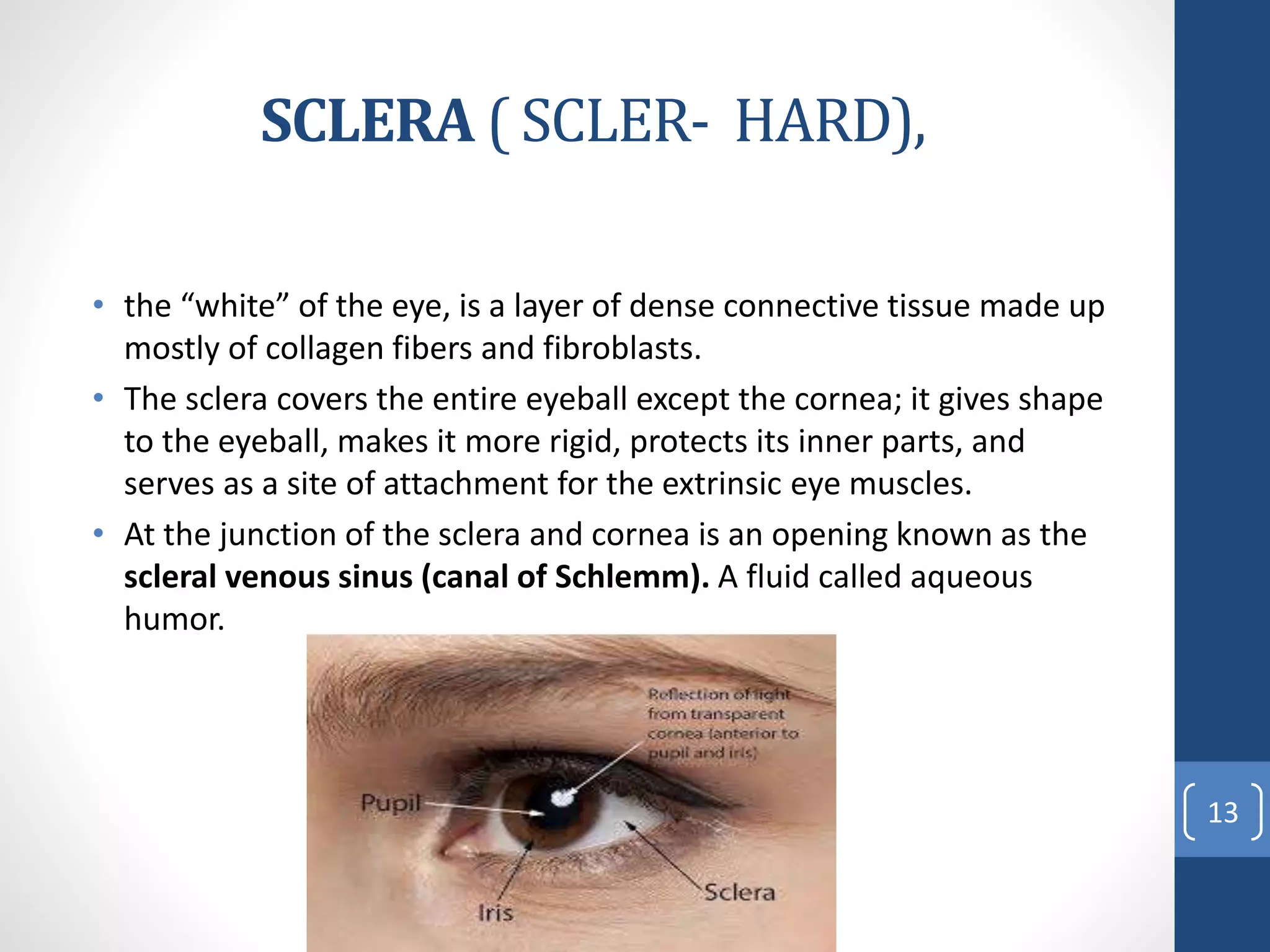 Anatomy of eye | PPTX