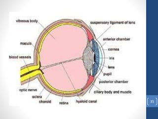Anatomy of eye | PPTX