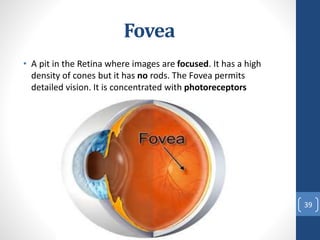 Anatomy of eye | PPTX