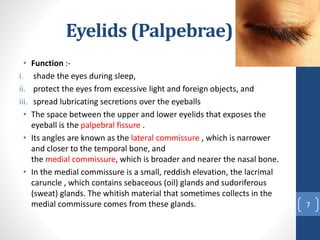 Anatomy of eye | PPTX