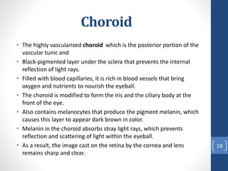 Anatomy of eye | PPT