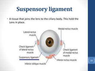 Suspensory Ligaments Of The Eye