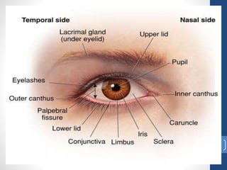 External Eye Anatomy