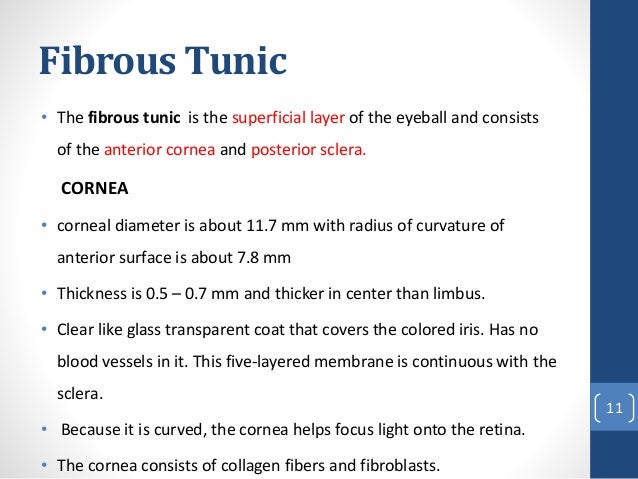 Fibrous tunic - copgulu