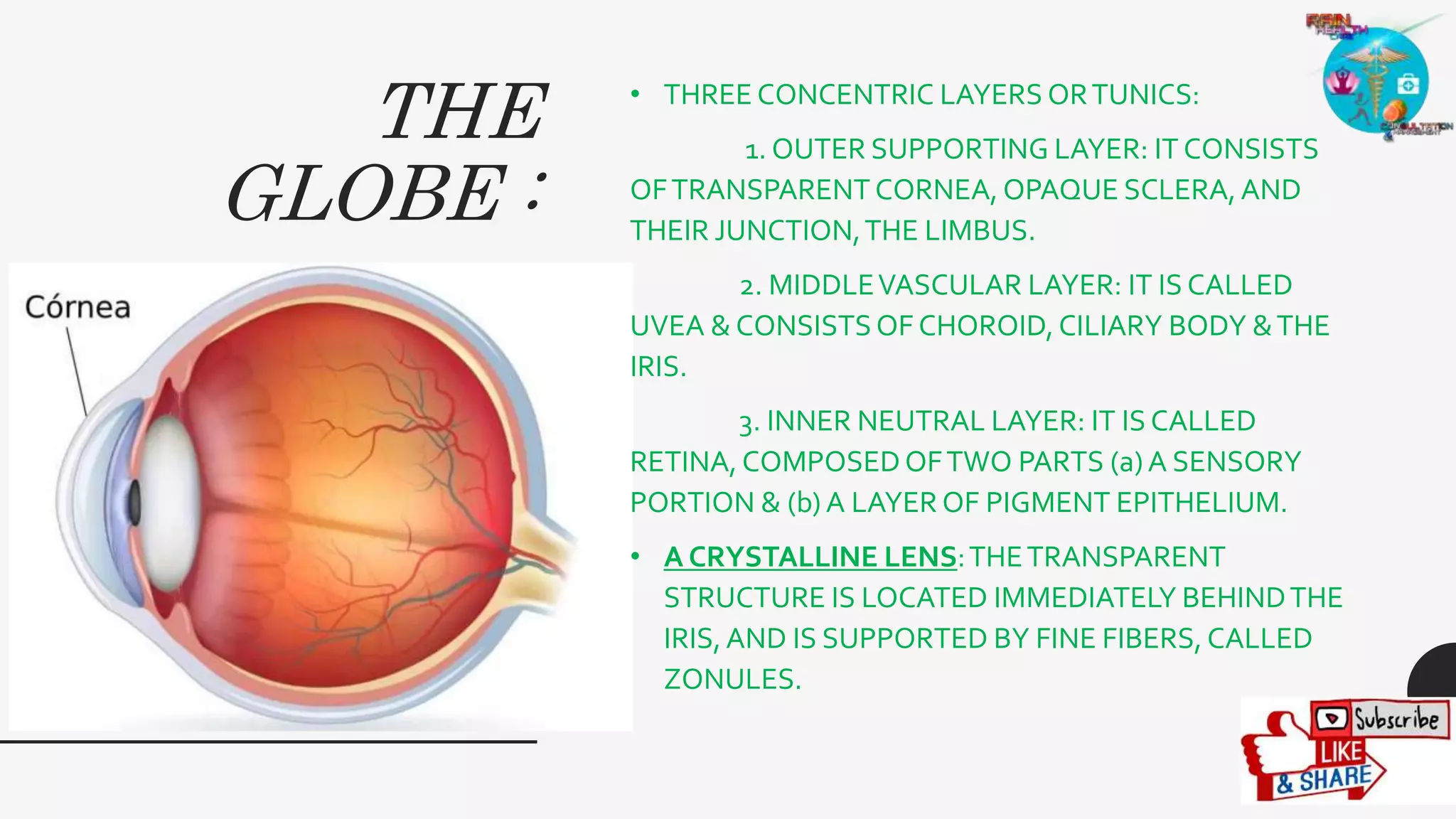 Anatomy of eye | PPT