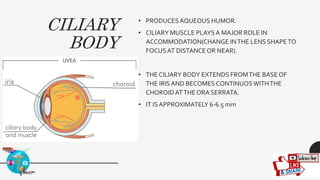 Anatomy of eye | PPT