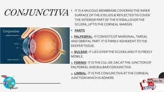 Anatomy of eye | PPT