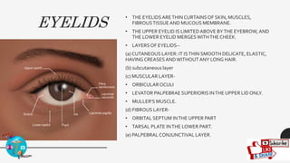 Anatomy of eye | PPT
