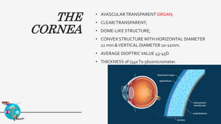 Anatomy of eye | PPT