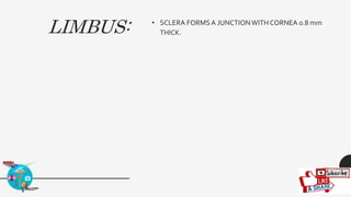 Anatomy of eye | PPT