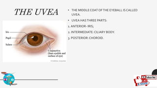 Anatomy of eye | PPT