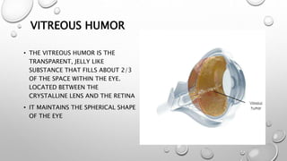 Anatomy of eye | PPT