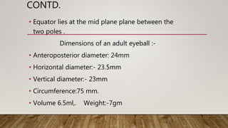 anatomy of eye SlideShare | PPT
