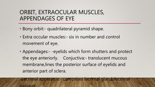anatomy of eye SlideShare | PPT