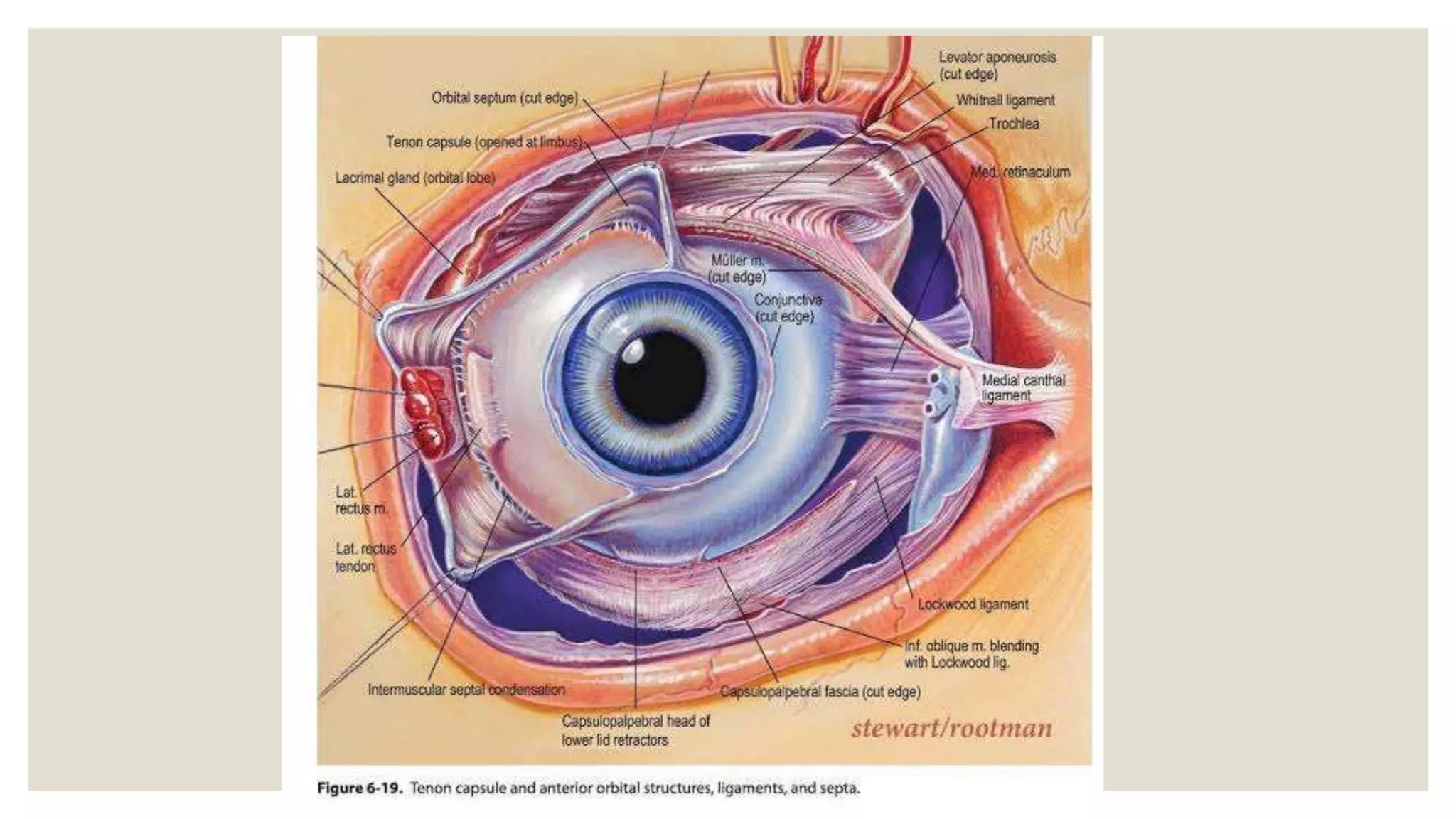 Anatomy of Eye.pptx