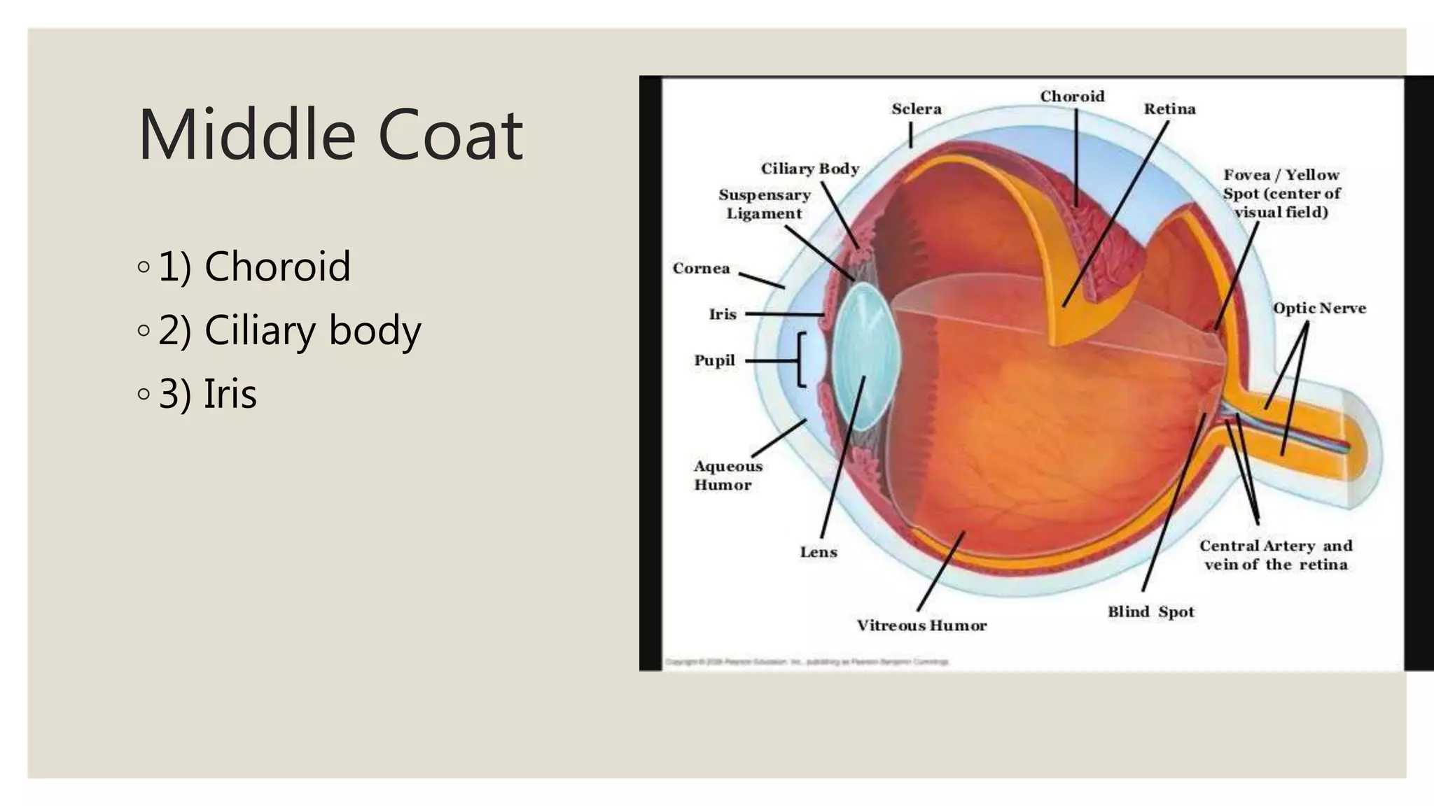 Anatomy of Eye.pptx