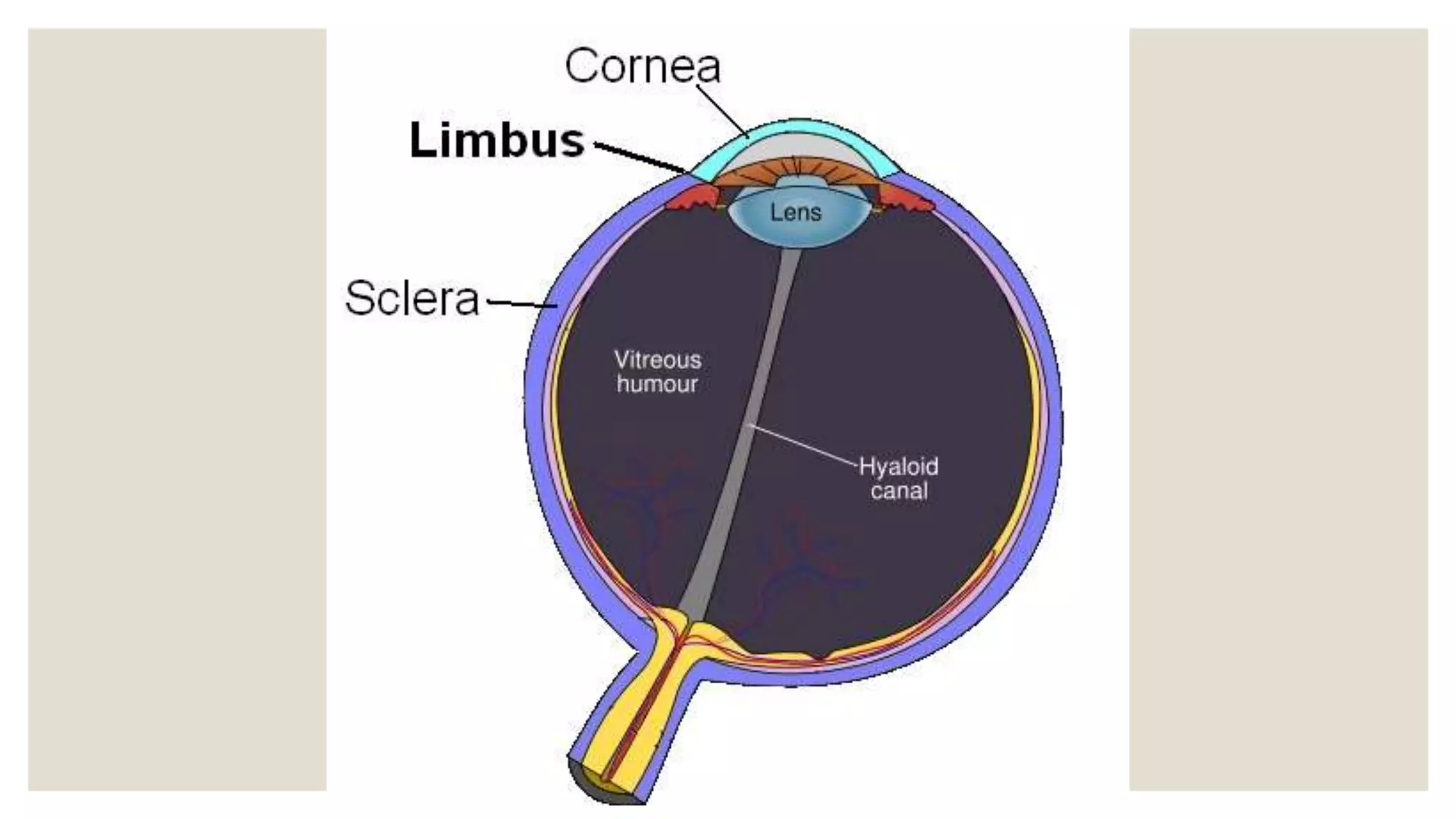 Anatomy of Eye.pptx
