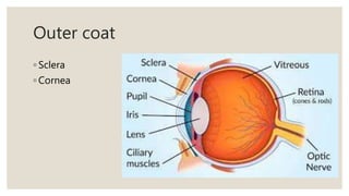 Anatomy of Eye.pptx