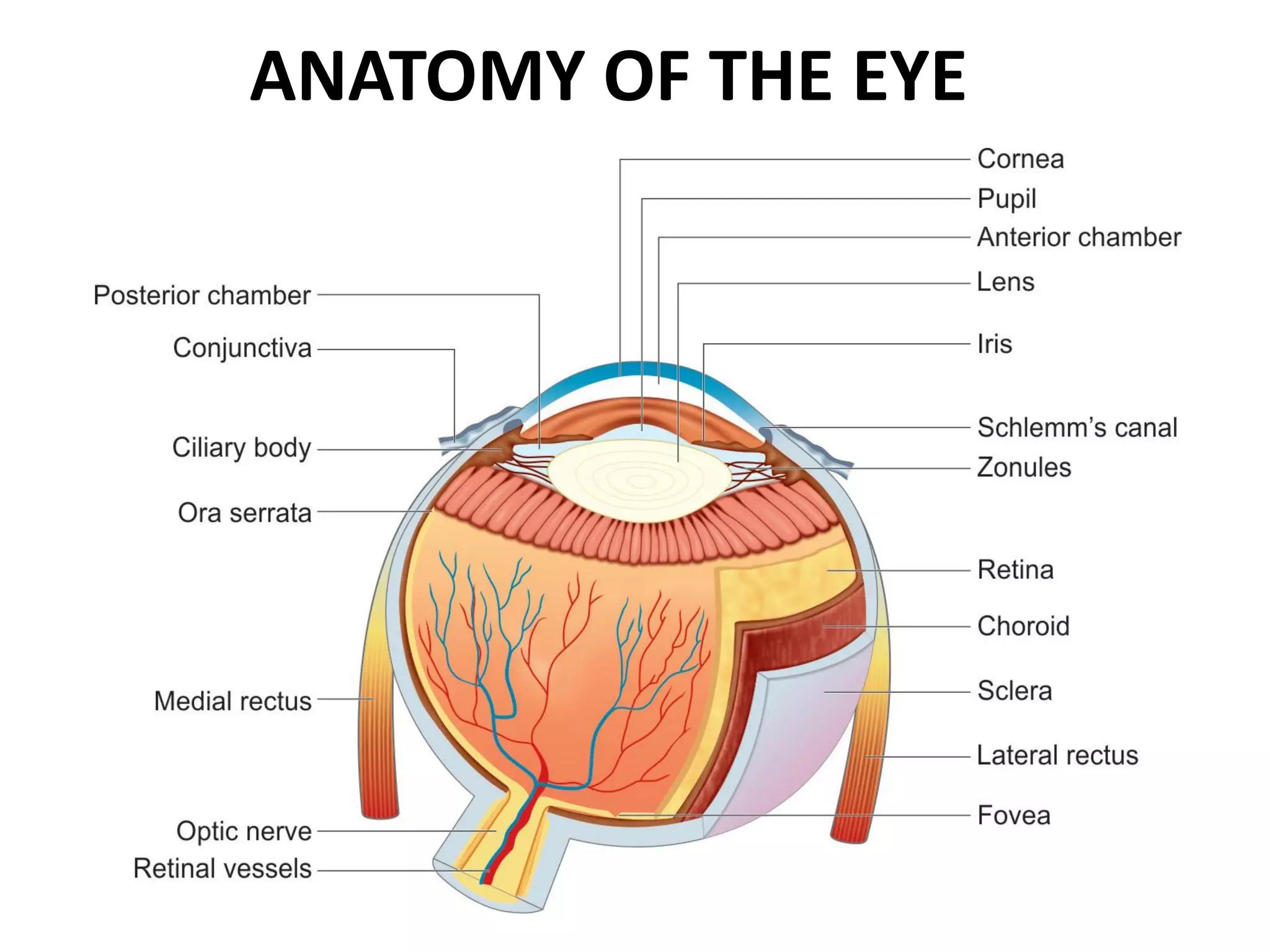 ANATOMY OF EYE.pdf