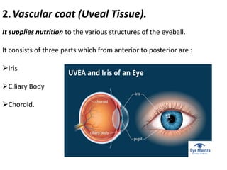 ANATOMY OF EYE.pdf