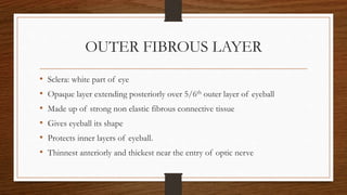 ANATOMY OF EYE.pptx