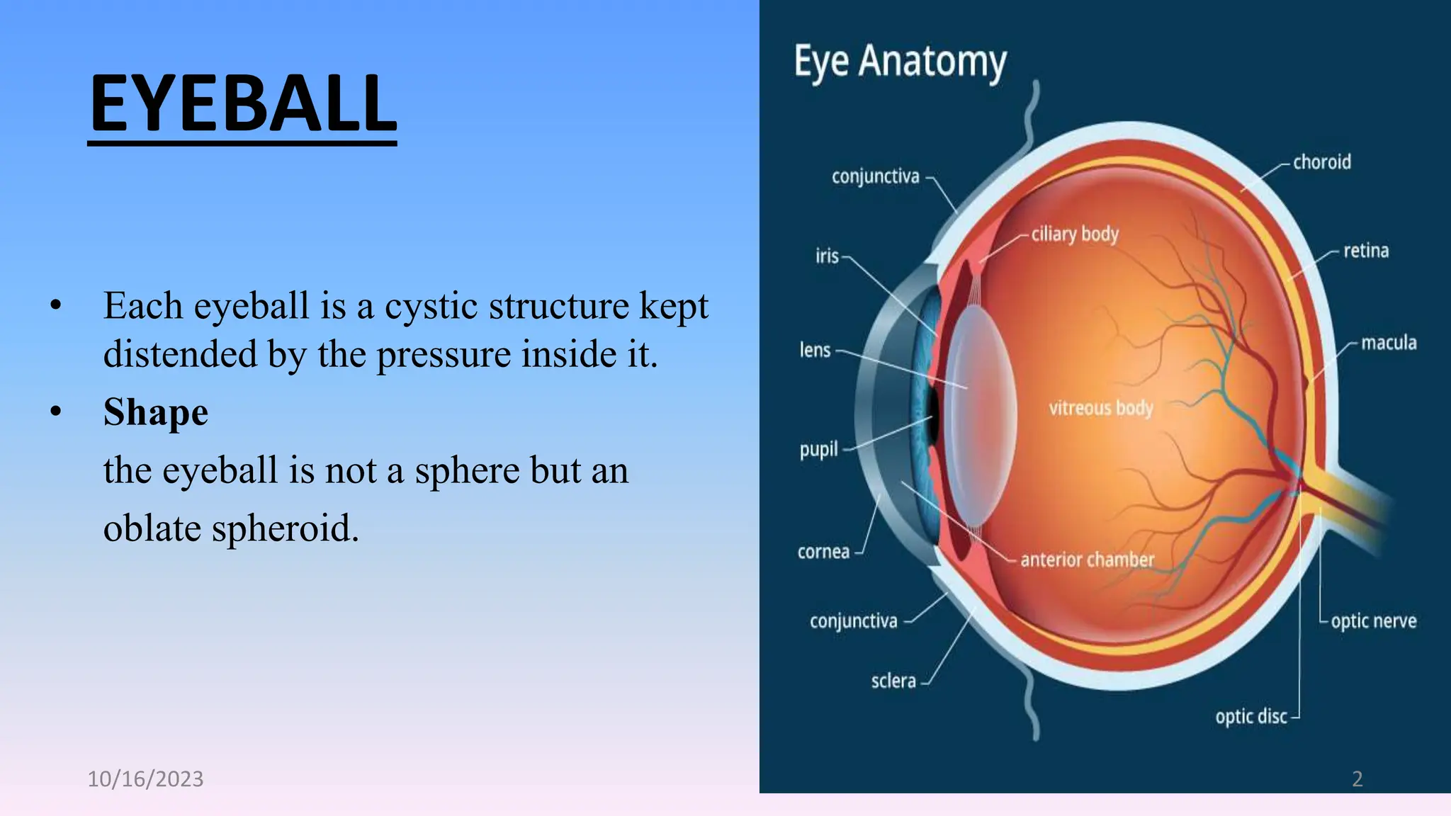 Anatomy of eye.pptx