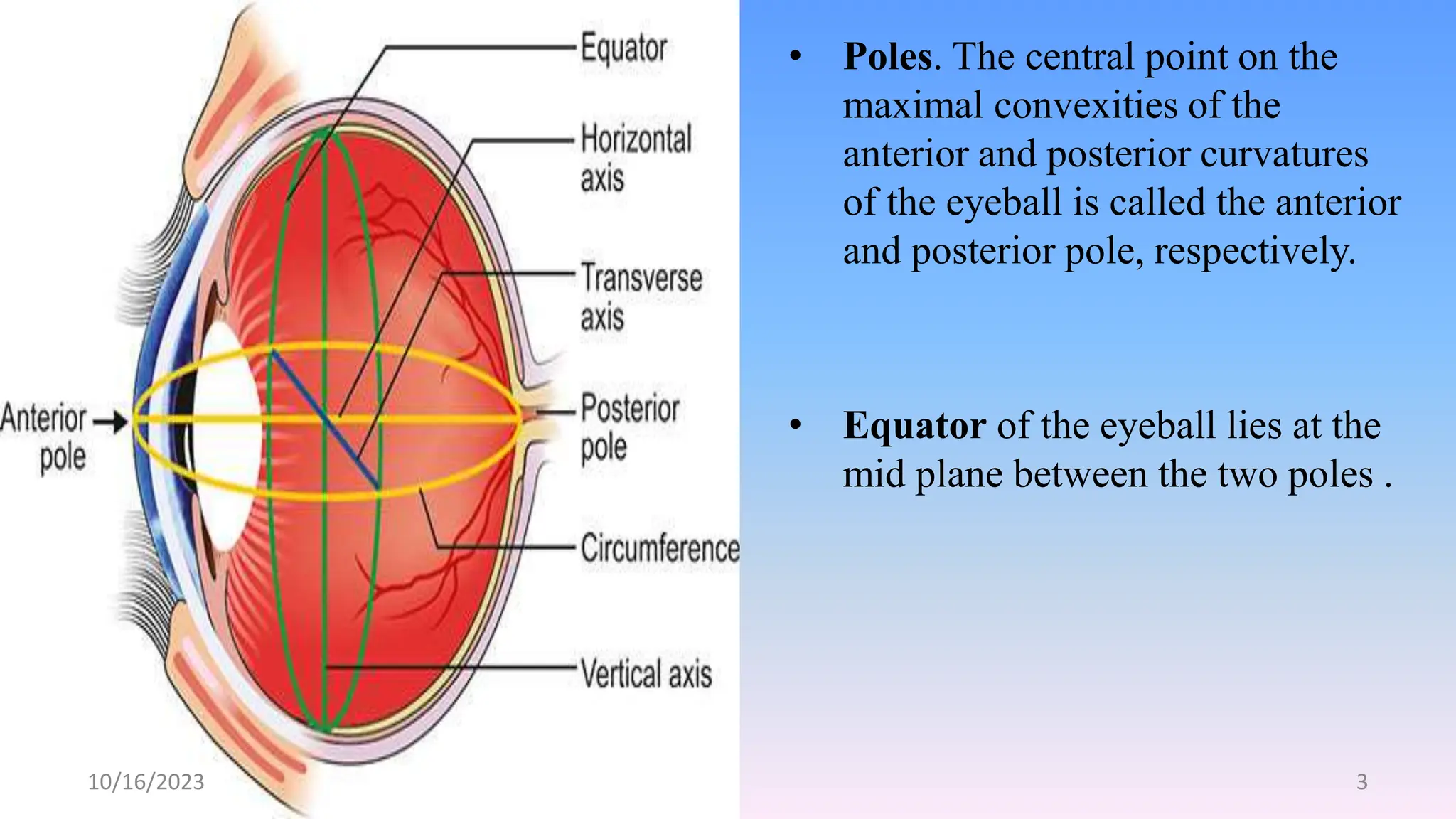 Anatomy of eye.pptx