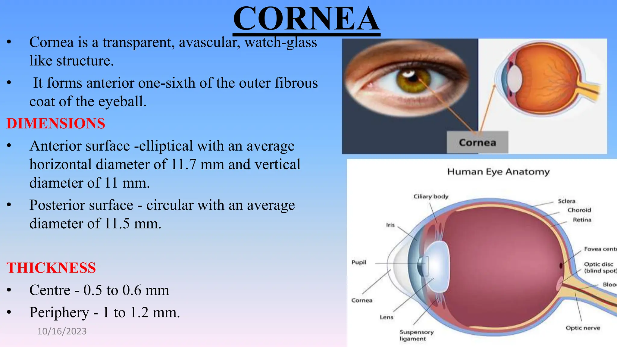 Anatomy of eye.pptx