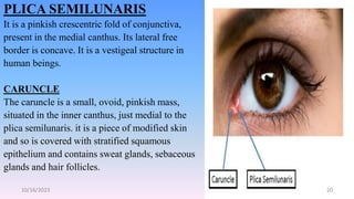 Anatomy of eye.pptx