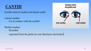 Anatomy of eye.pptx