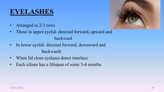 Anatomy of eye.pptx