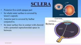 Anatomy of eye.pptx