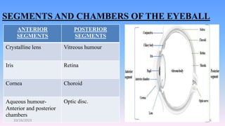 Anatomy of eye.pptx