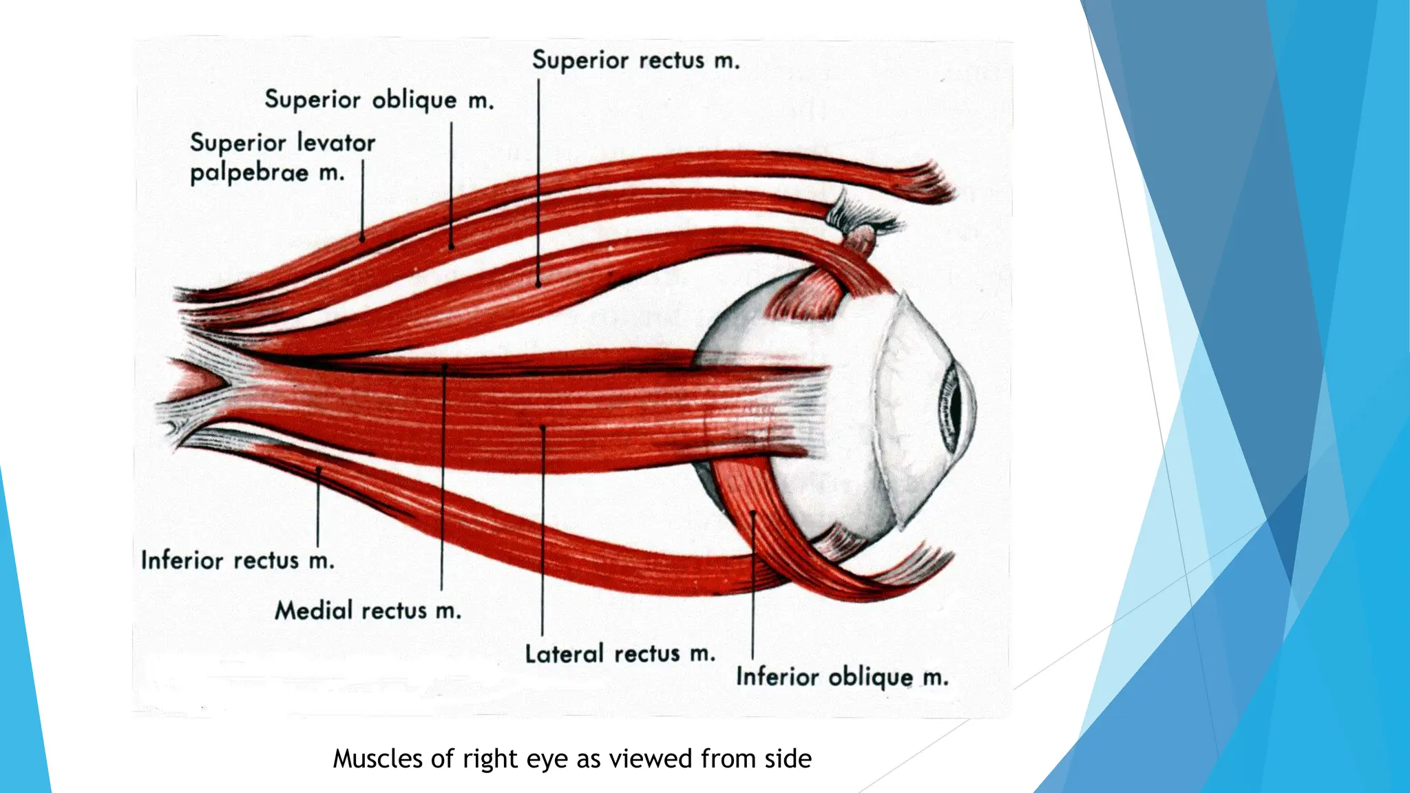 ANATOMY OF EYE.pptx