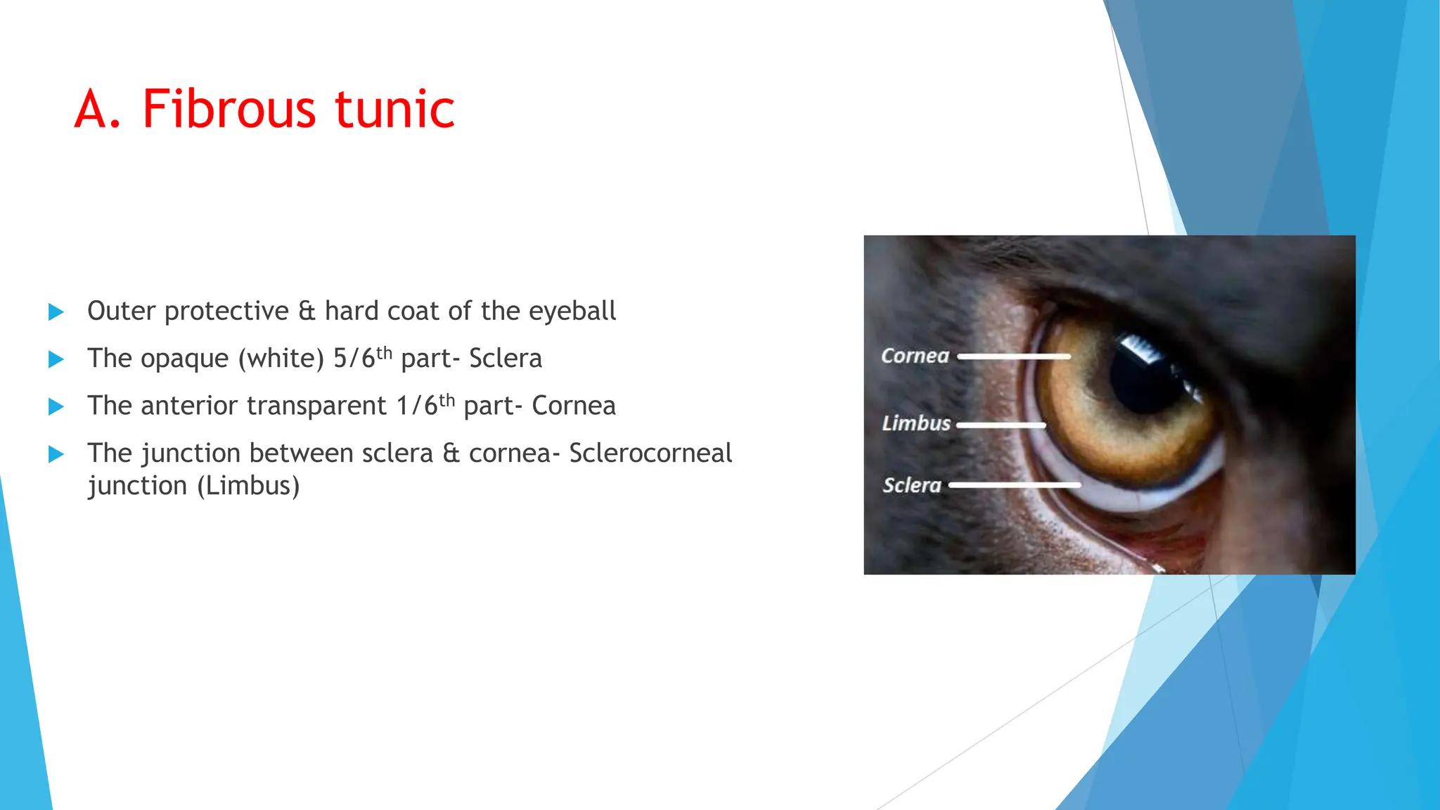 ANATOMY OF EYE.pptx