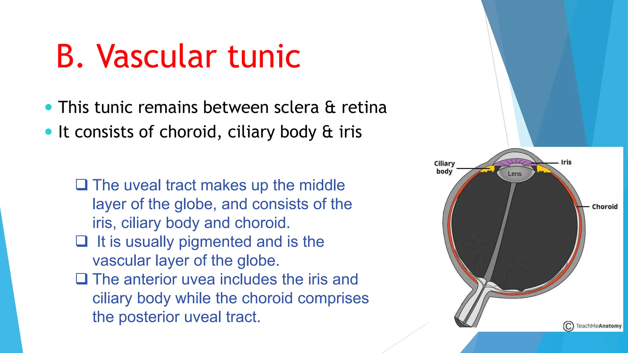 ANATOMY OF EYE.pptx