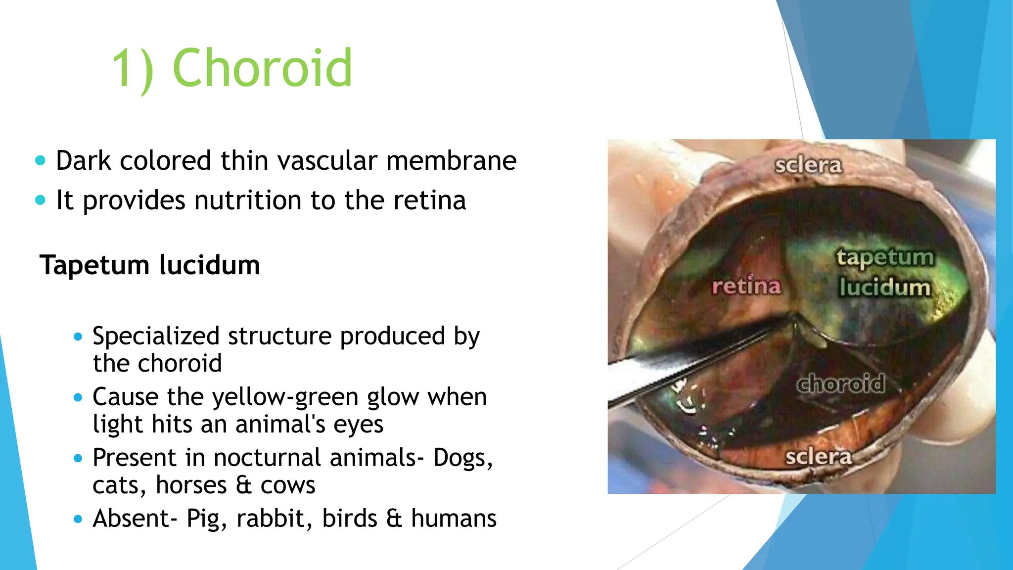 ANATOMY OF EYE.pptx
