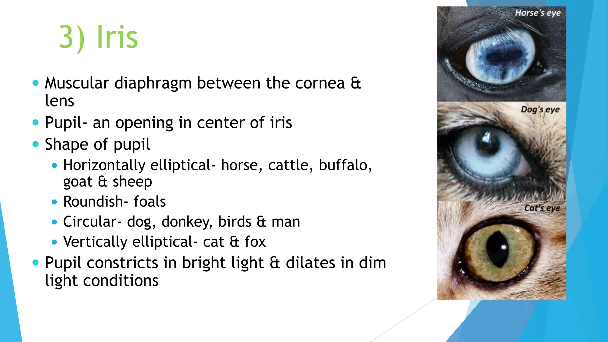 ANATOMY OF EYE.pptx