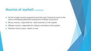 ANATOMY OF EYE.pptx