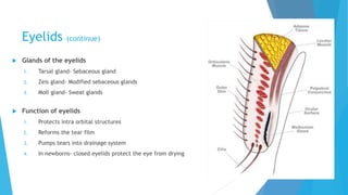 ANATOMY OF EYE.pptx