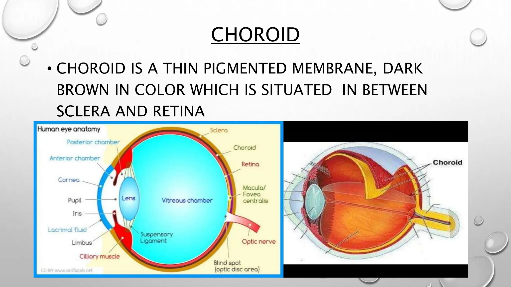Anatomy of eye POWER POINT PRESENTATION | PPTX