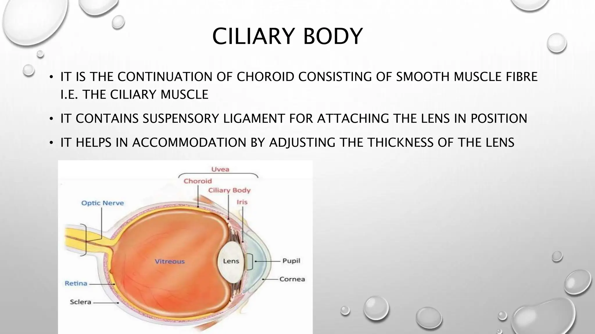 Anatomy of eye POWER POINT PRESENTATION | PPTX