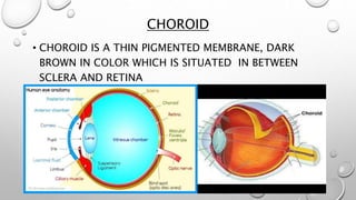 Anatomy of eye POWER POINT PRESENTATION | PPTX